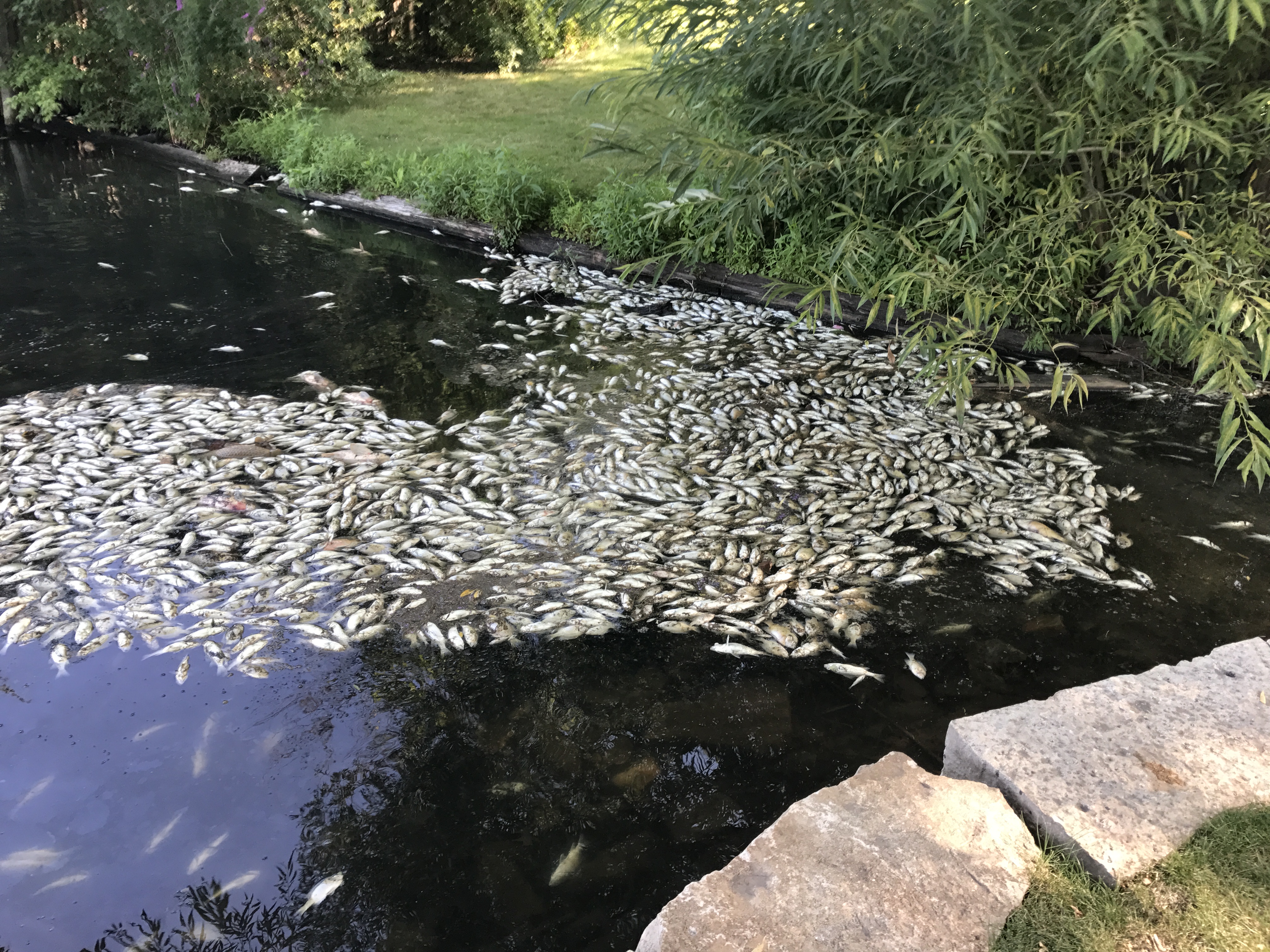Fish kills: Should you be worried? - Fehr Graham