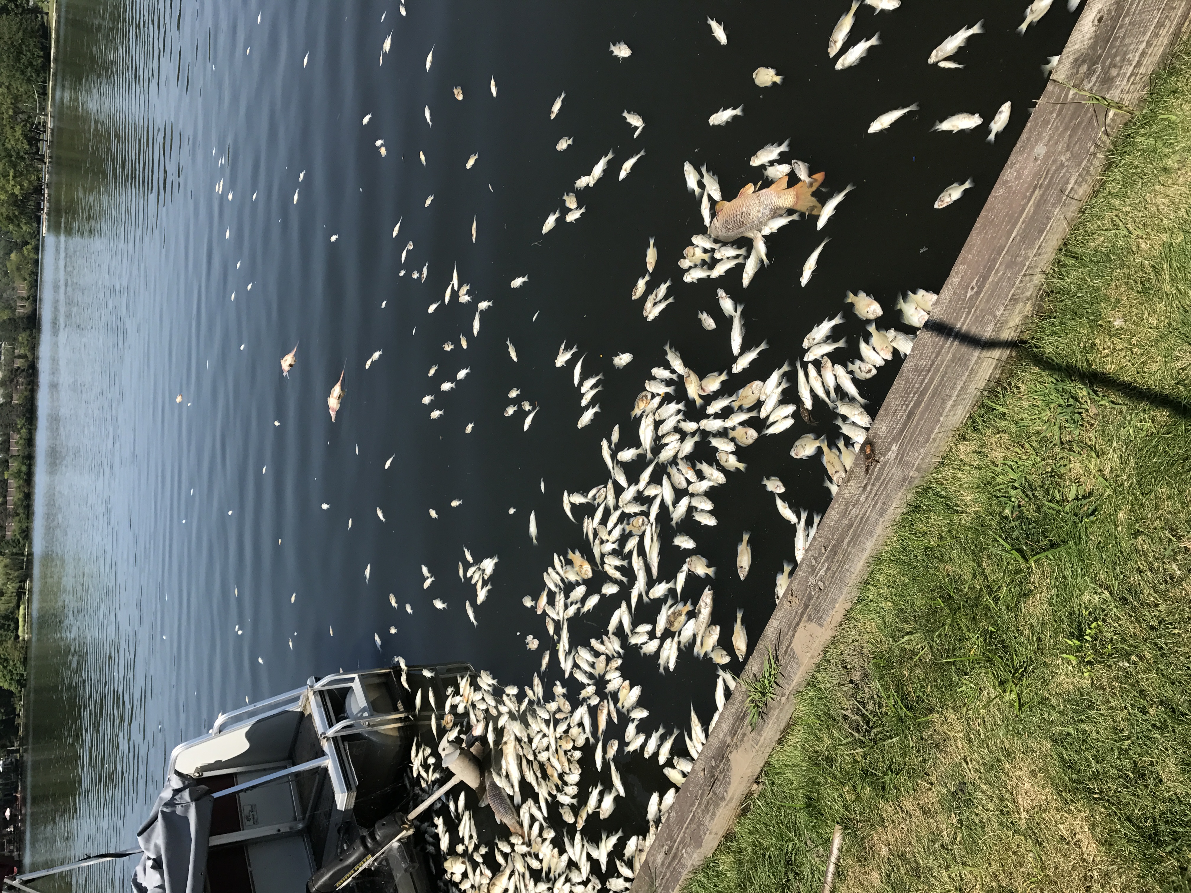 Fish kills: Should you be worried? - Blog